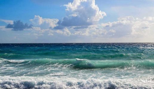 Requin bleu, dauphins et méduses sur les côtes tunisiennes : Faut-il ...